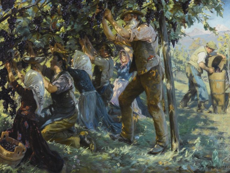 Grape Harvest: Beginning of a Great Wine - Student of Wine